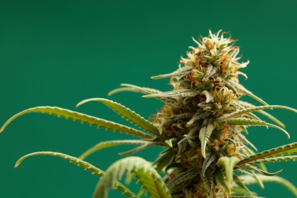 Guide to Cannabis Terpenes - One Green Leaf